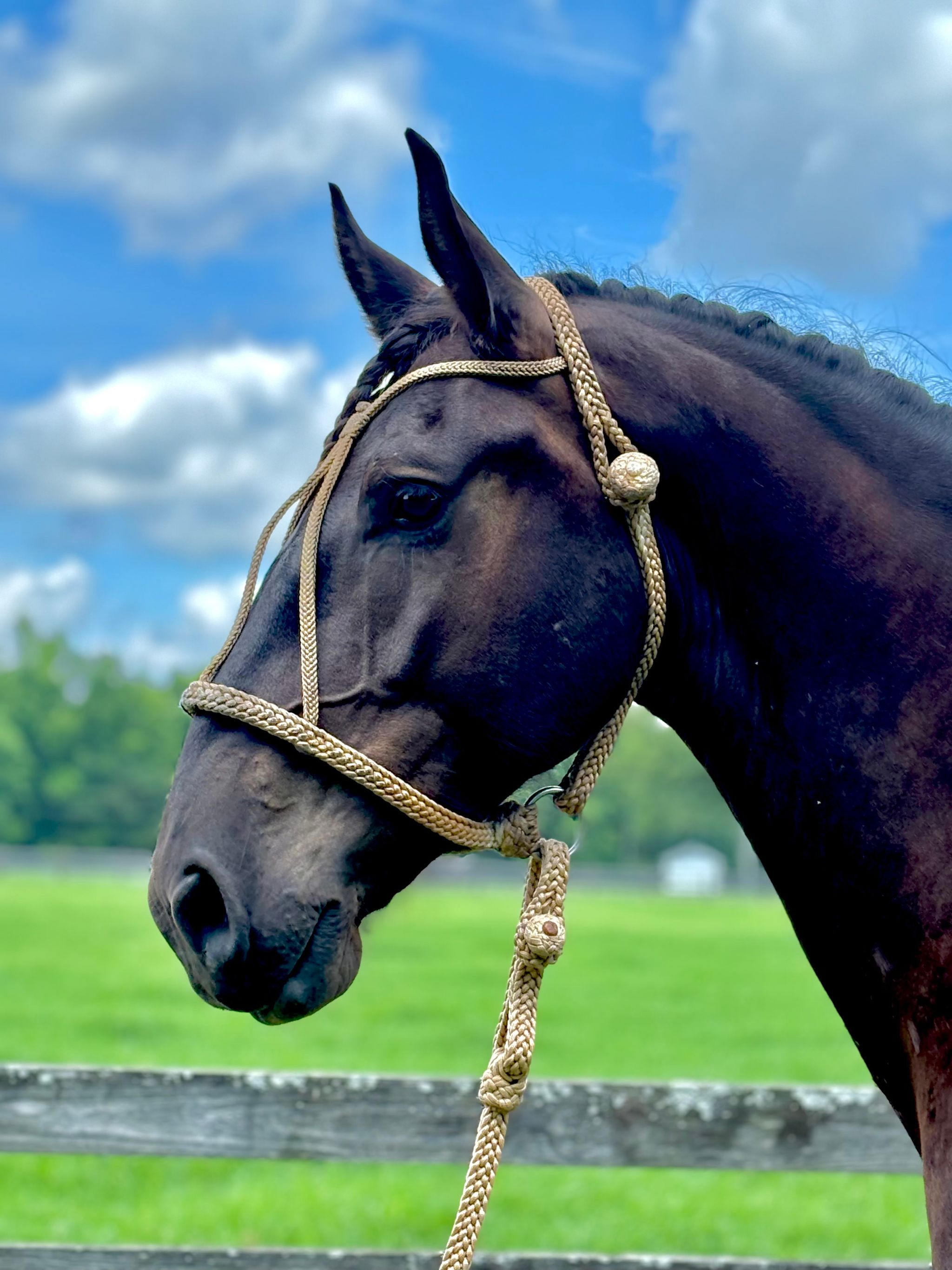 Full Gallop Farm