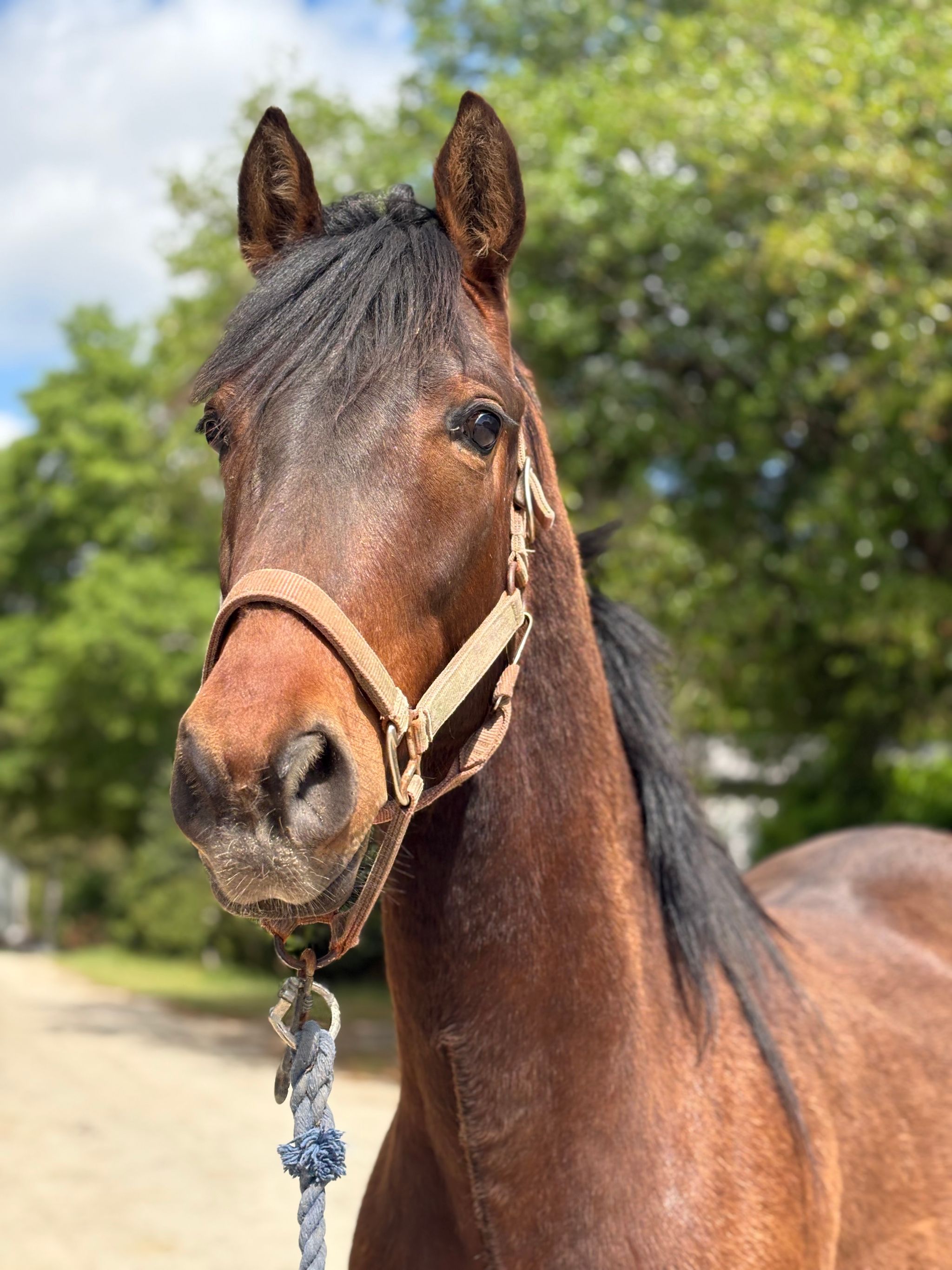 Full Gallop Farm