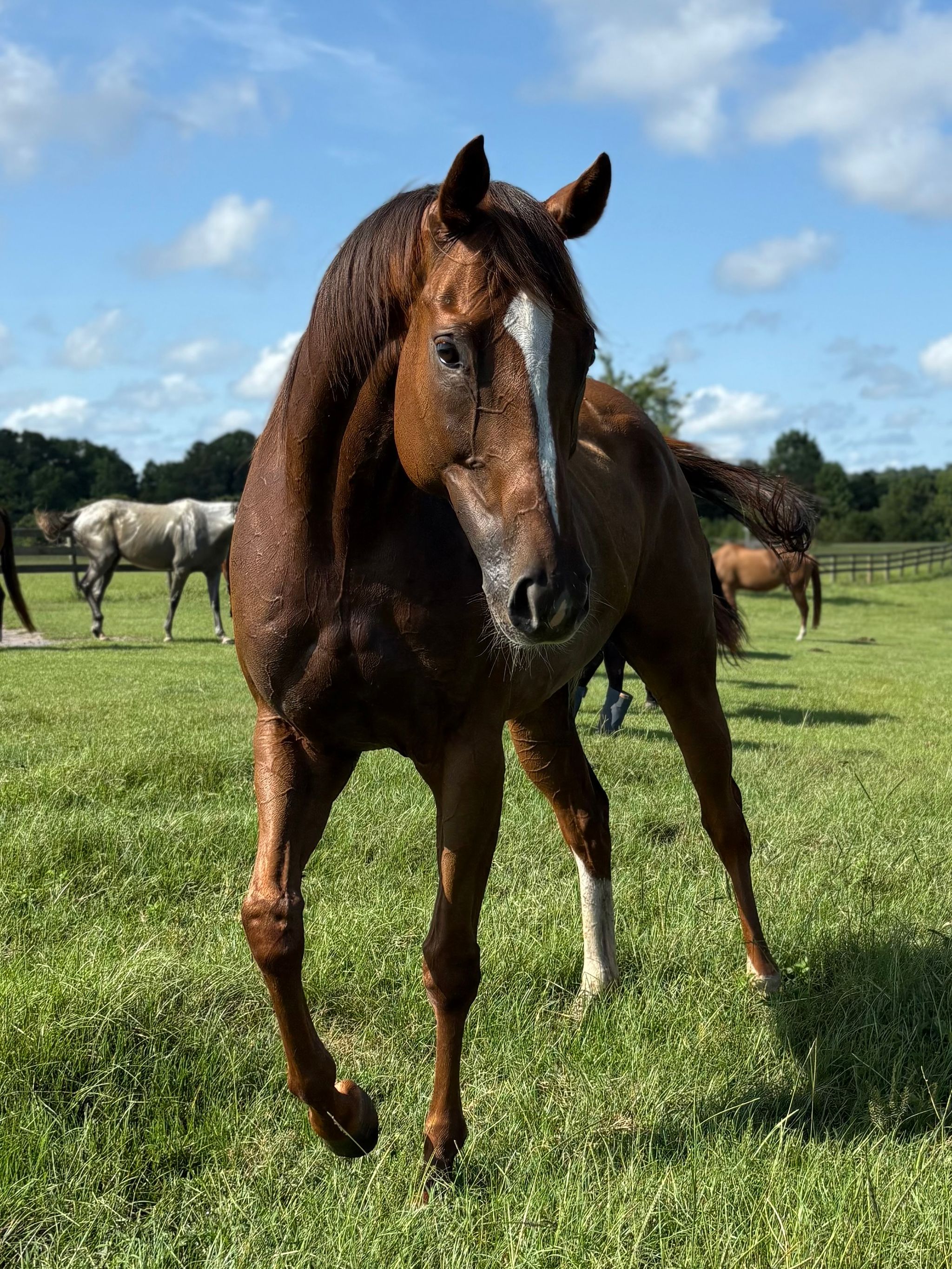 Full Gallop Farm