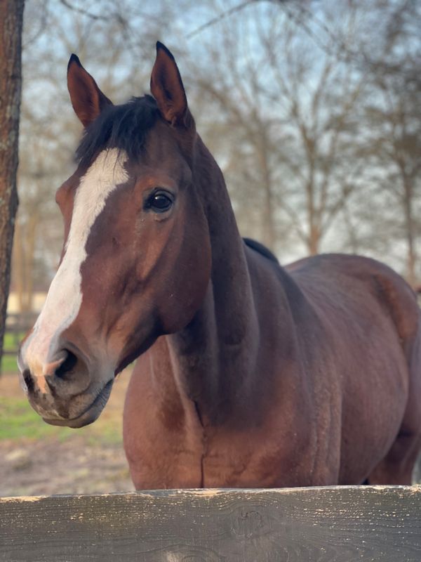 Full Gallop Farm
